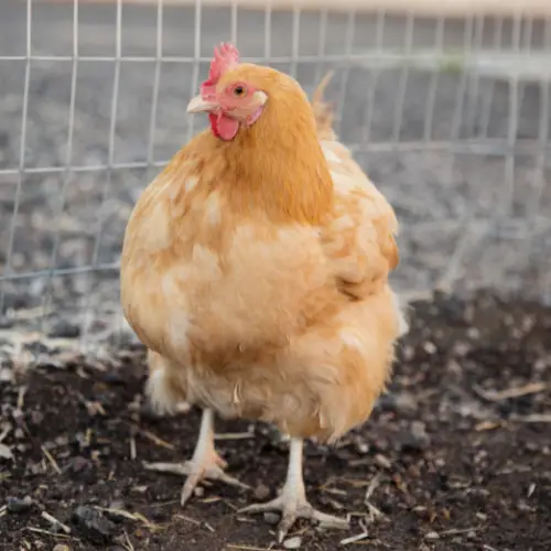 8 Best Chicken Breeds For Beginners