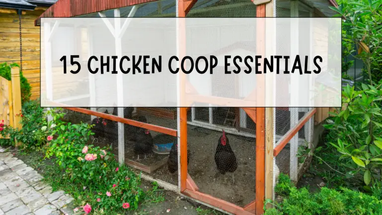 15 Chicken Coop Essentials