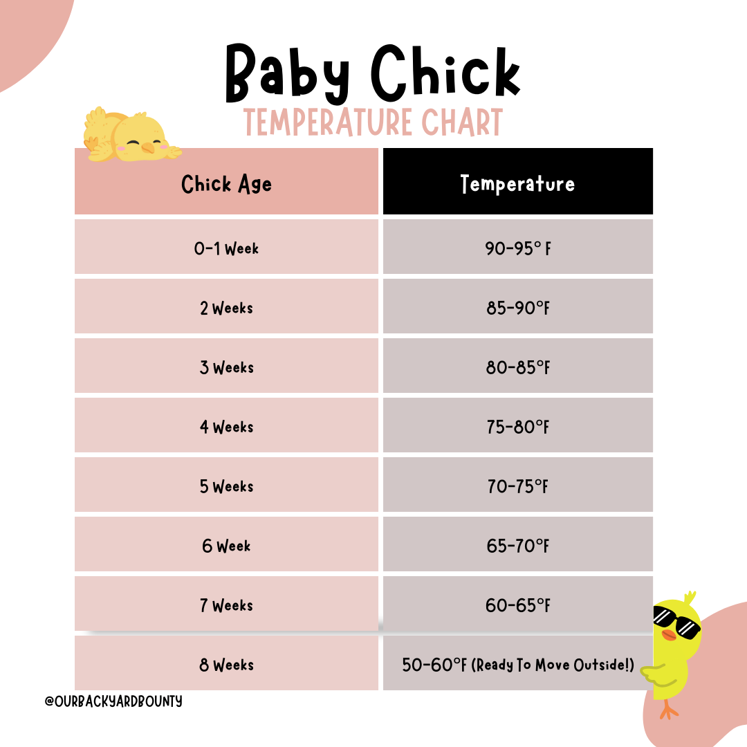 6 Things You Should Know Before Getting Baby Chicks