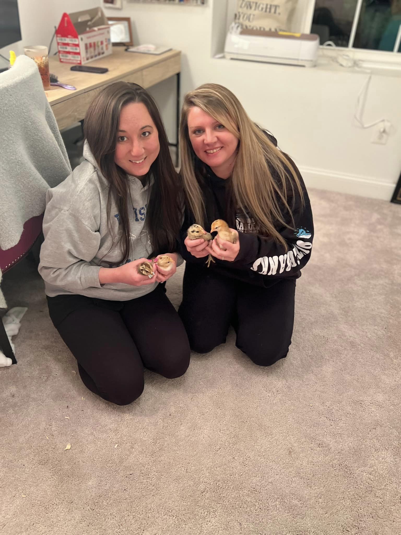 Starlight Green Egger - Complete Chicken Breed Guide