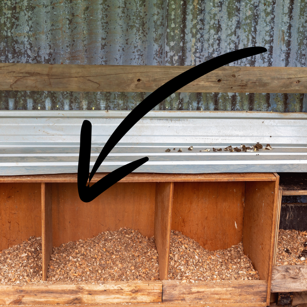 15 Chicken Coop Essentials