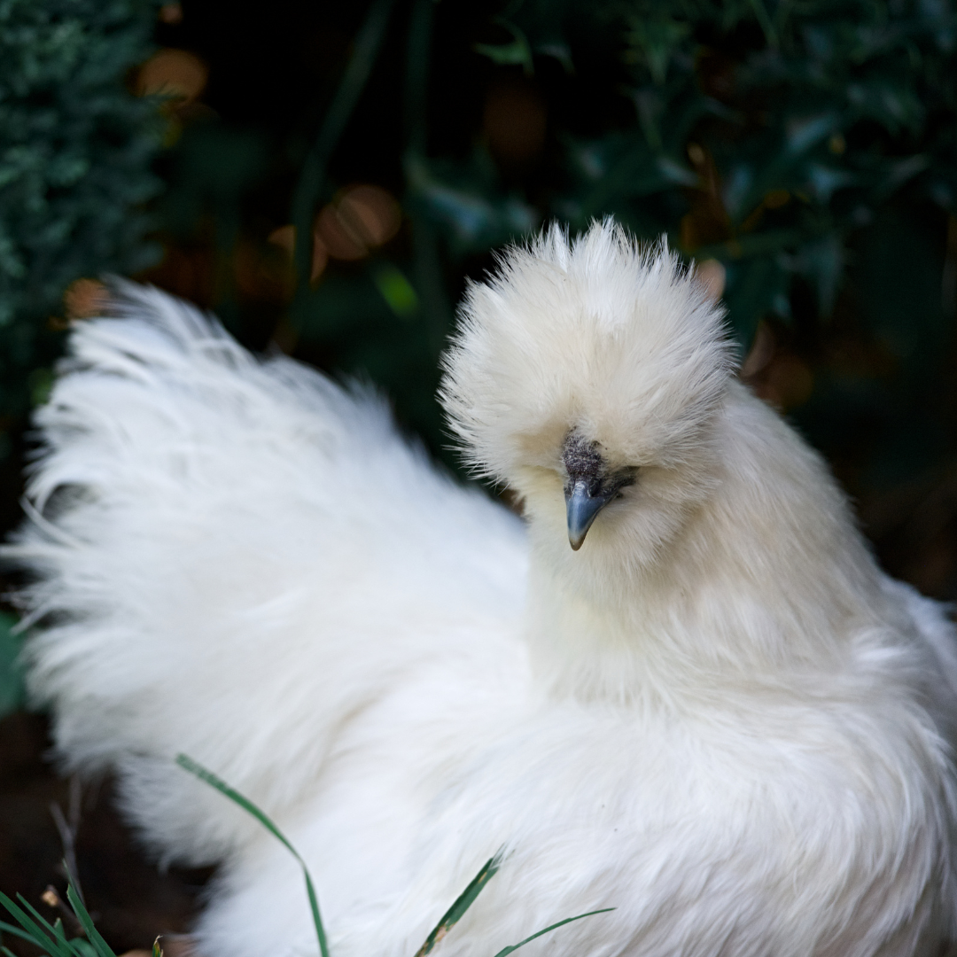 Silkie Chickens - The Good, The Bad, and The Ugly