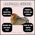 5 Chickens That Lay Blue Eggs - Which To Add To Your Flock
