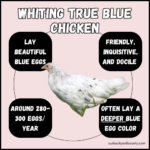 5 Chickens That Lay Blue Eggs - Which To Add To Your Flock