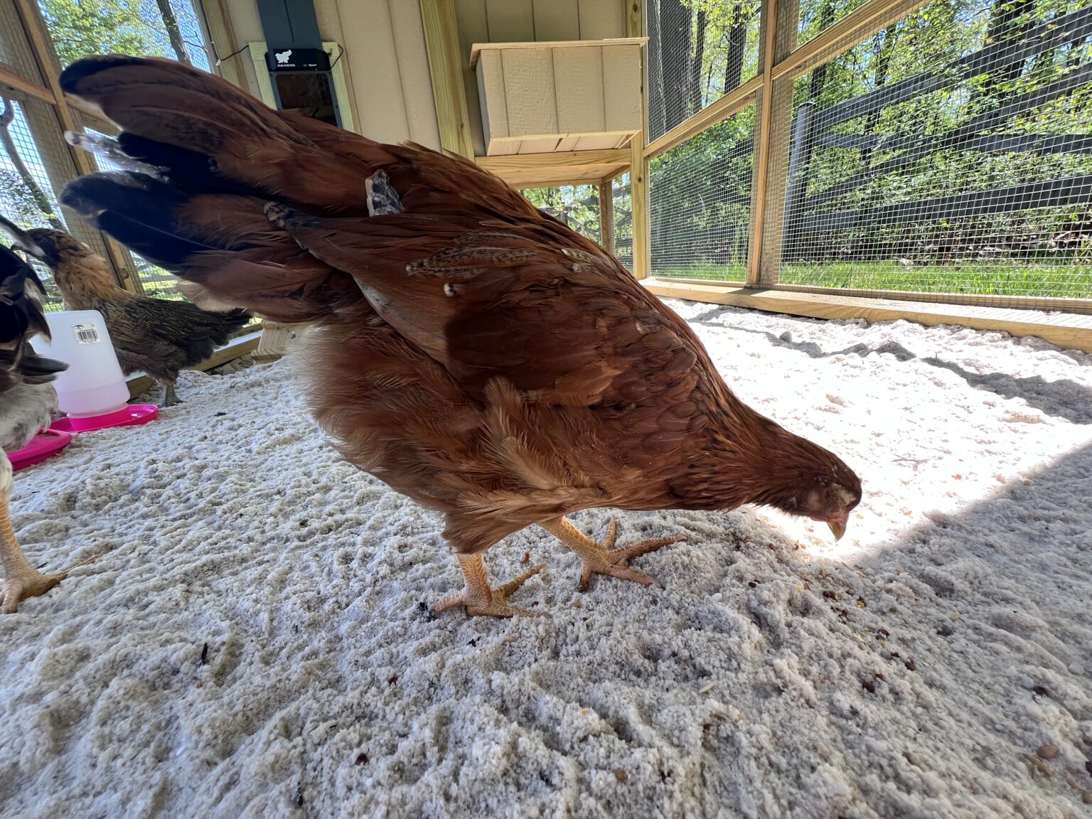 Starlight Green Egger - Complete Chicken Breed Guide