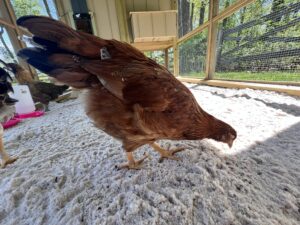 Starlight Green Egger - Complete Chicken Breed Guide