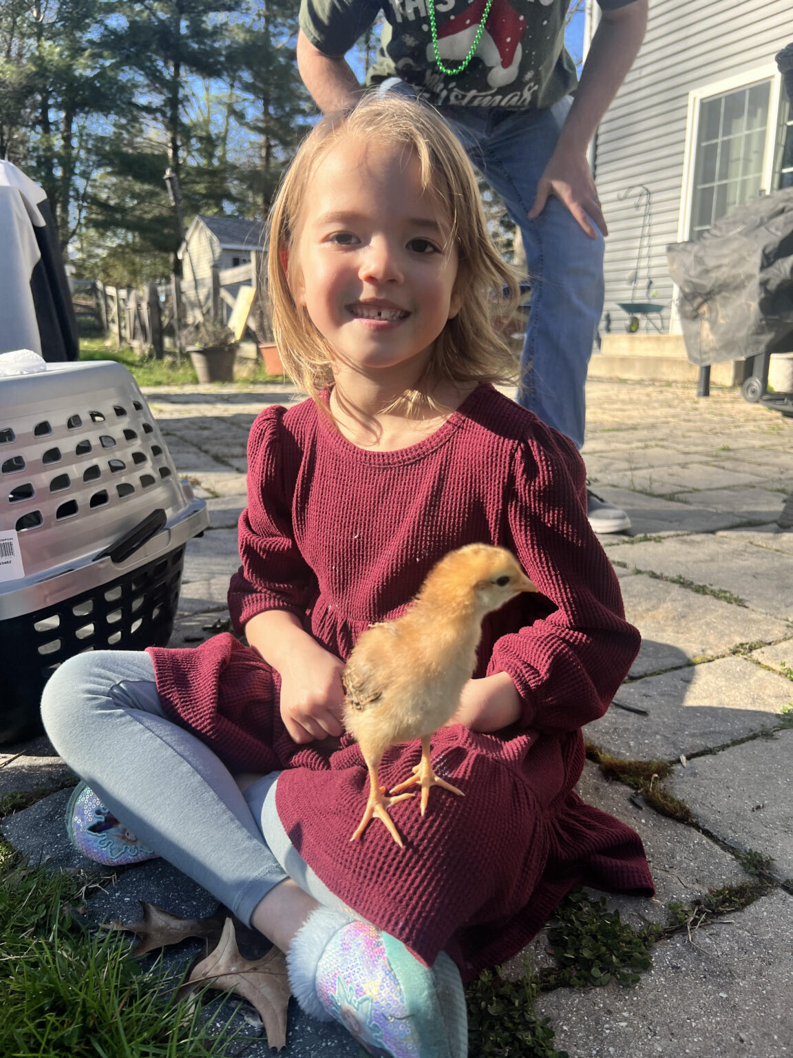 Starlight Green Egger - Complete Chicken Breed Guide