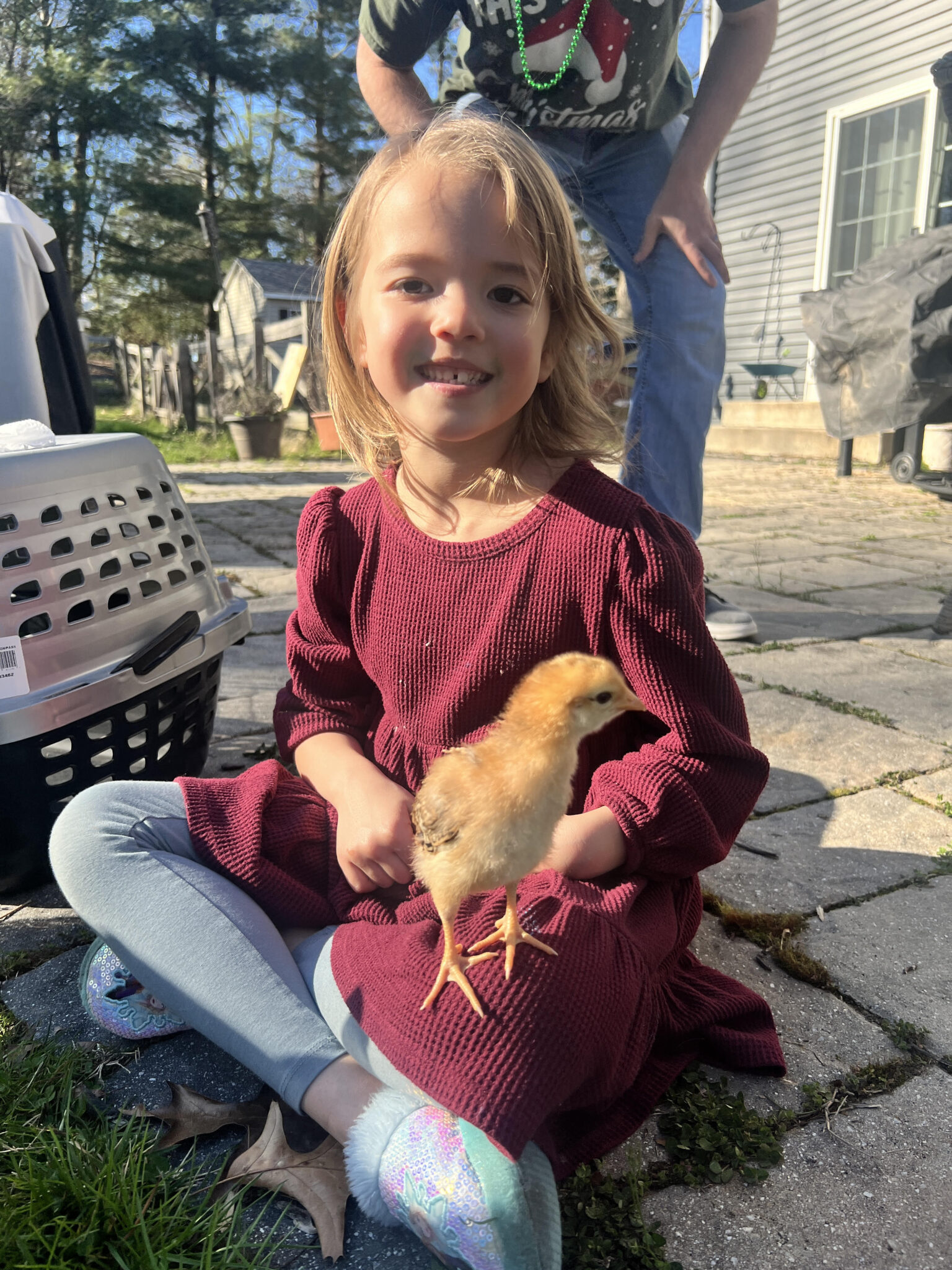 Starlight Green Egger - Complete Chicken Breed Guide