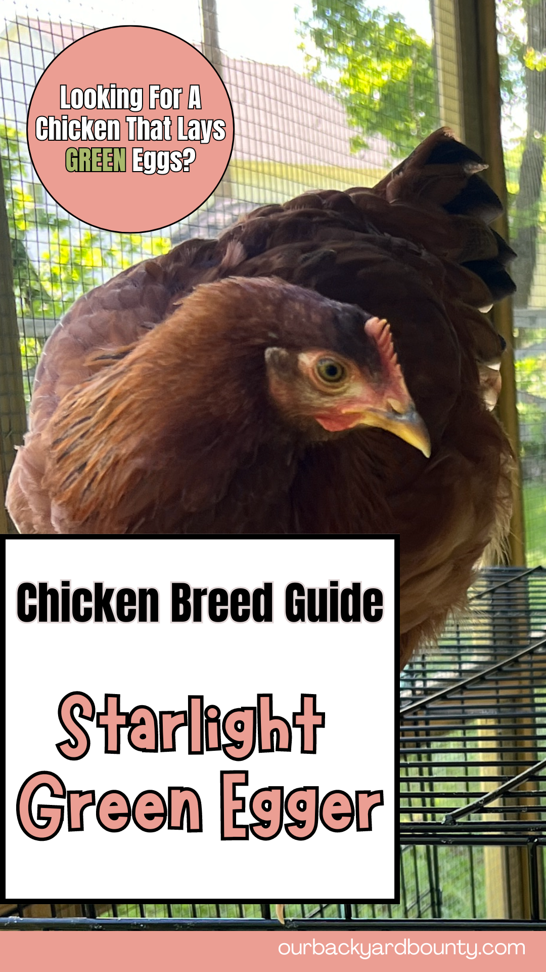 Starlight Green Egger - Complete Chicken Breed Guide