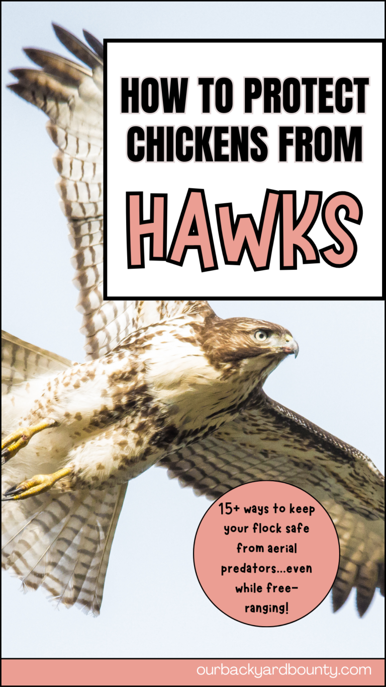 How To Protect Chickens From Hawks While Free Ranging