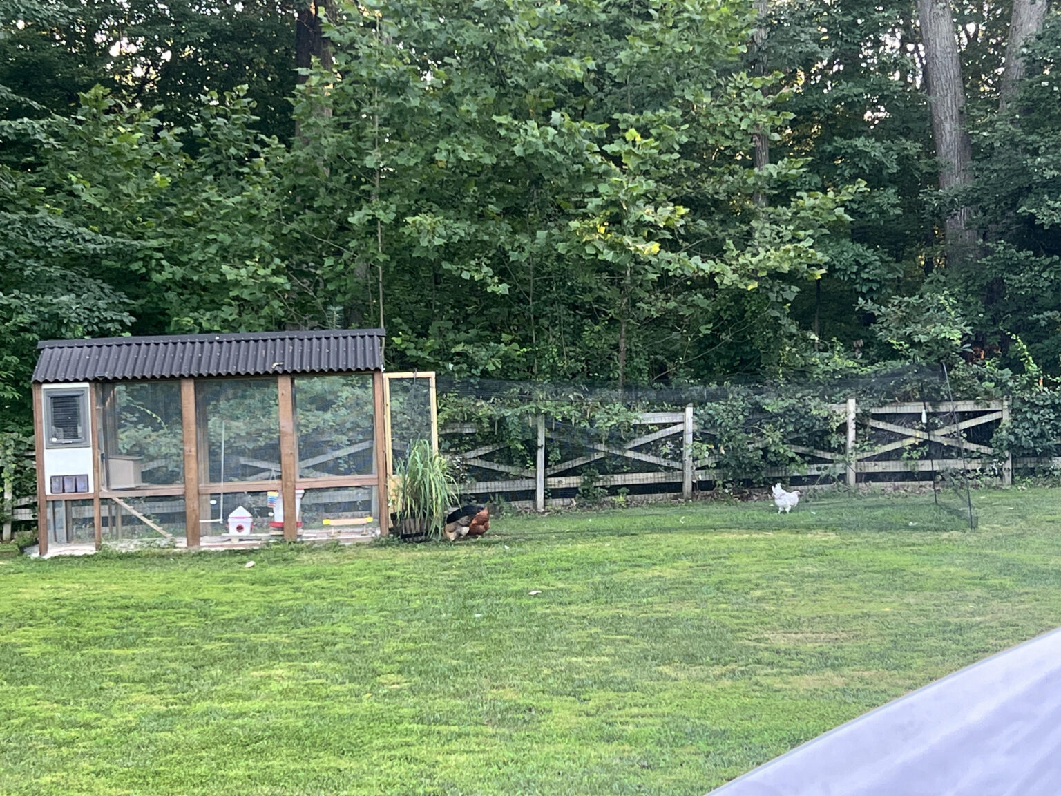 How To Protect Chickens From Hawks While Free Ranging