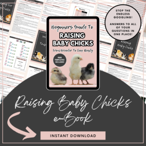 Funny Chicken Names: 200 Hilarious Ideas for Your Backyard Birds