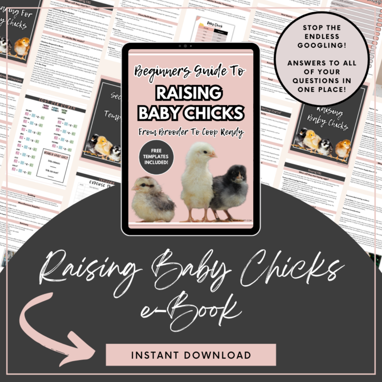 Starlight Green Egger - Complete Chicken Breed Guide