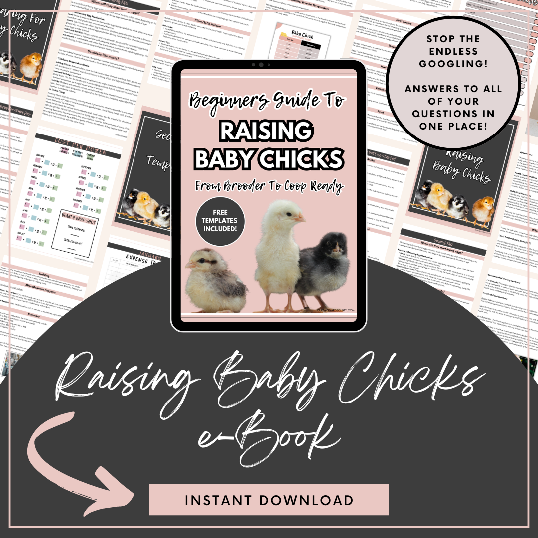 Funny Chicken Names: 200 Hilarious Ideas for Your Backyard Birds