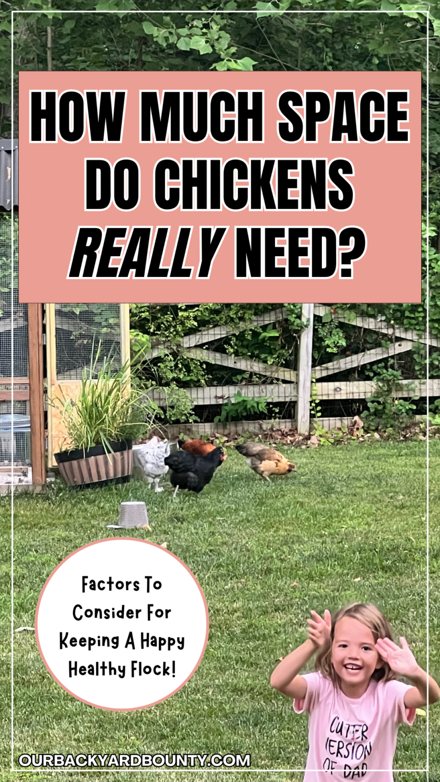 How Much Space Chickens Need To Thrive