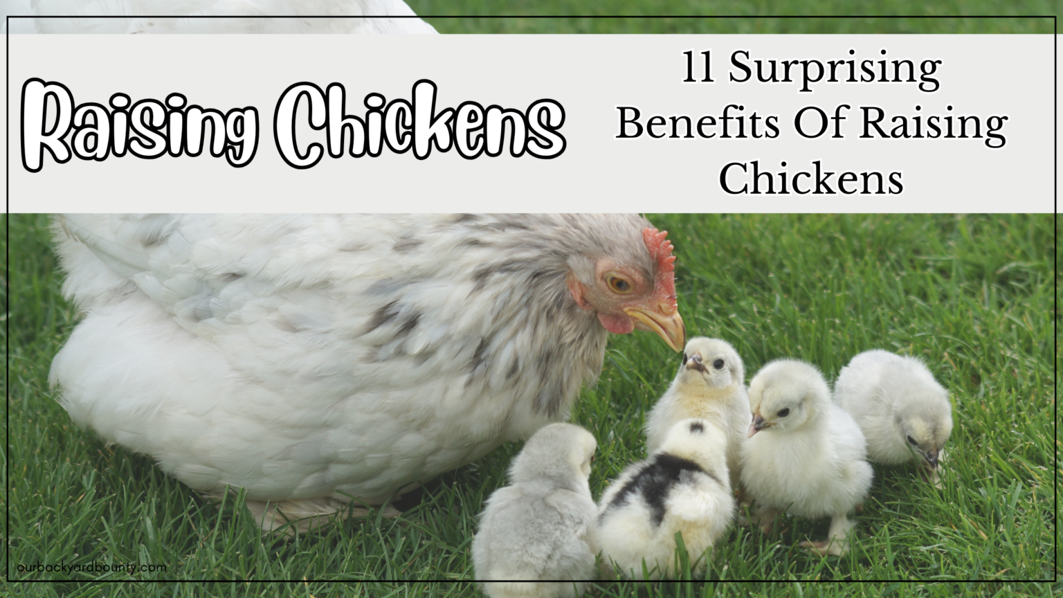 11 Surprising Benefits Of Raising Chickens