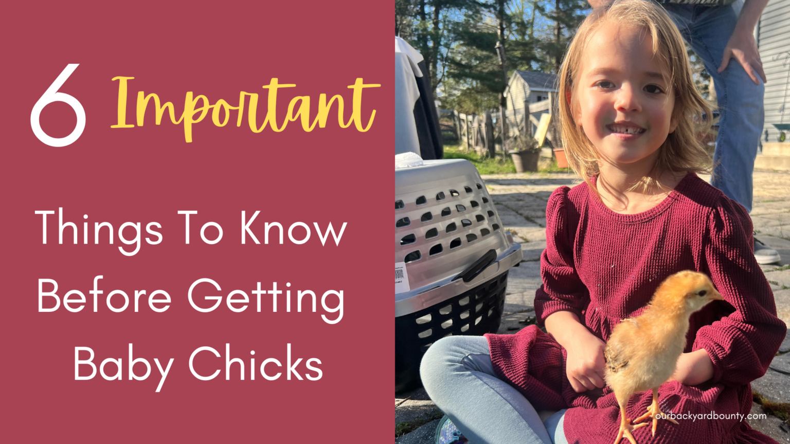 6 Things You Should Know Before Getting Baby Chicks