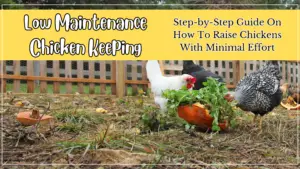 Low Maintenance Backyard Chicken Keeping - So It Doesn't Take Over Your ...