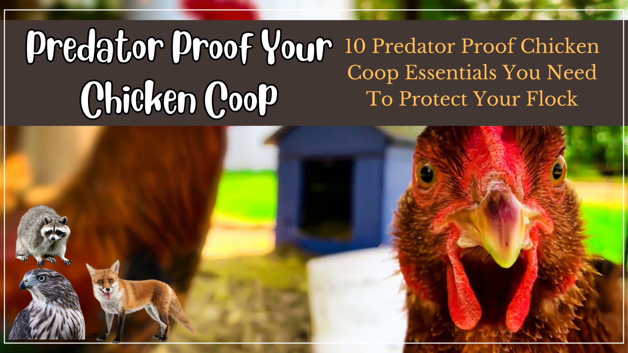 11 Surprising Benefits Of Raising Chickens