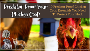 10 Best Predator Proof Chicken Coop Essentials