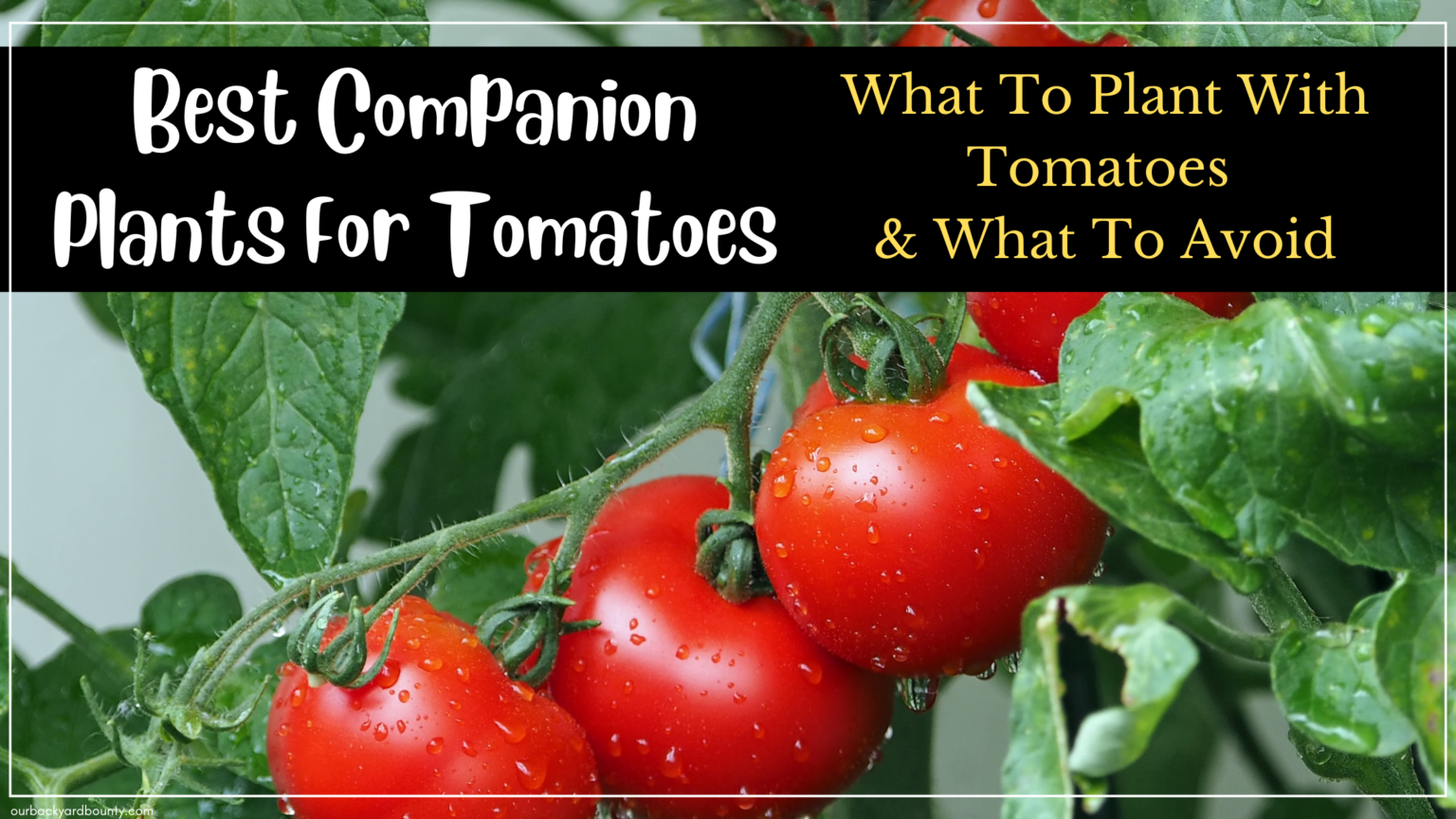 The Best Companion Plants for Tomatoes (And What to Avoid)