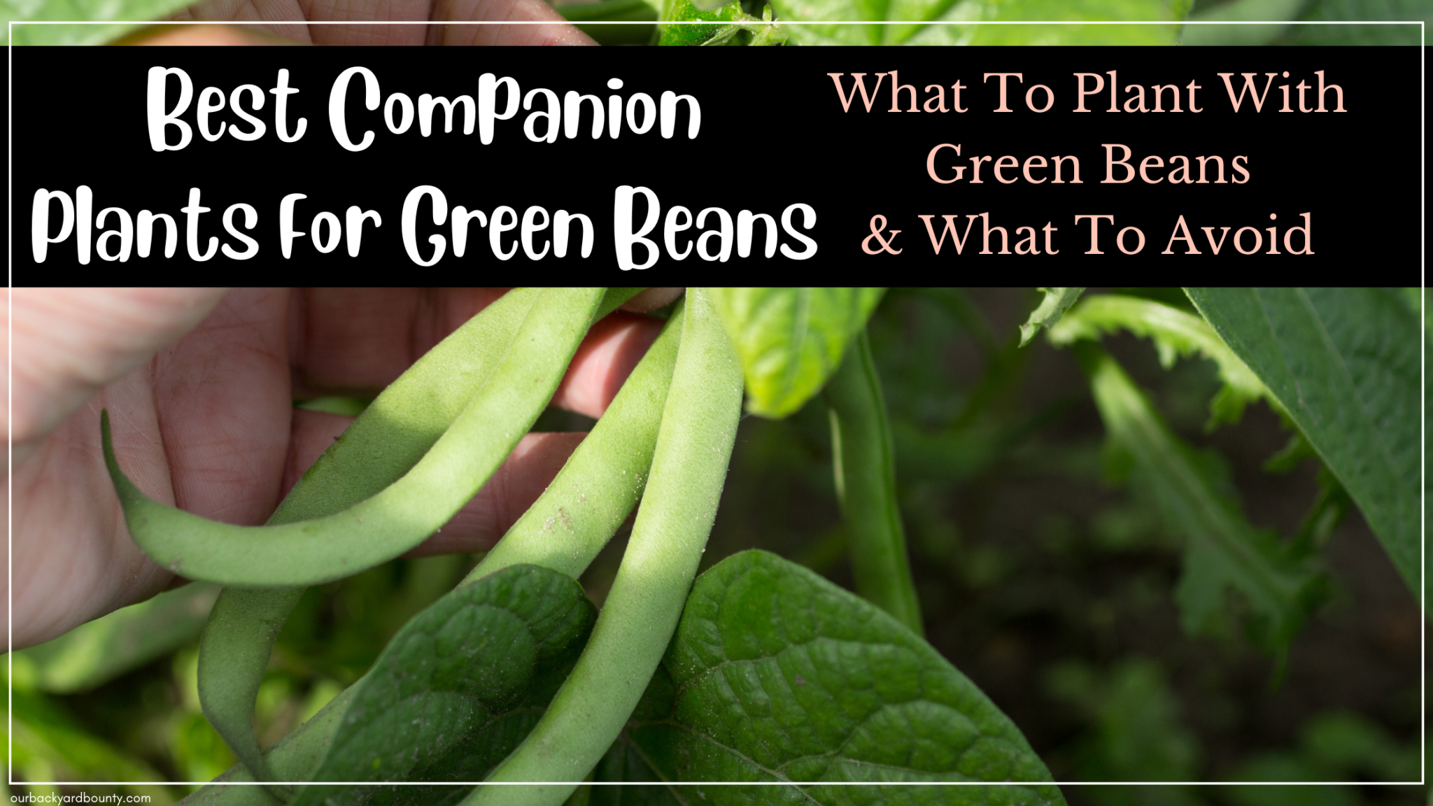 8 Best Companion Plants For Green Beans For Big Harvests