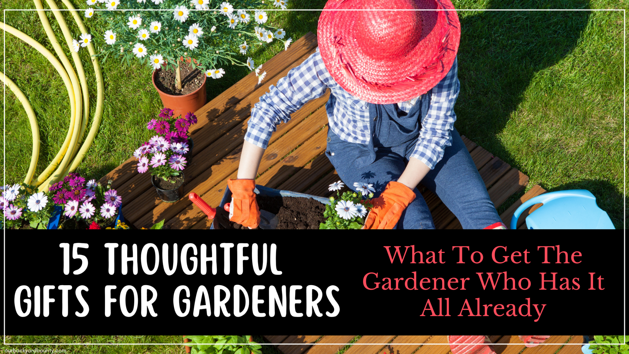 Starlight Green Egger - Complete Chicken Breed Guide